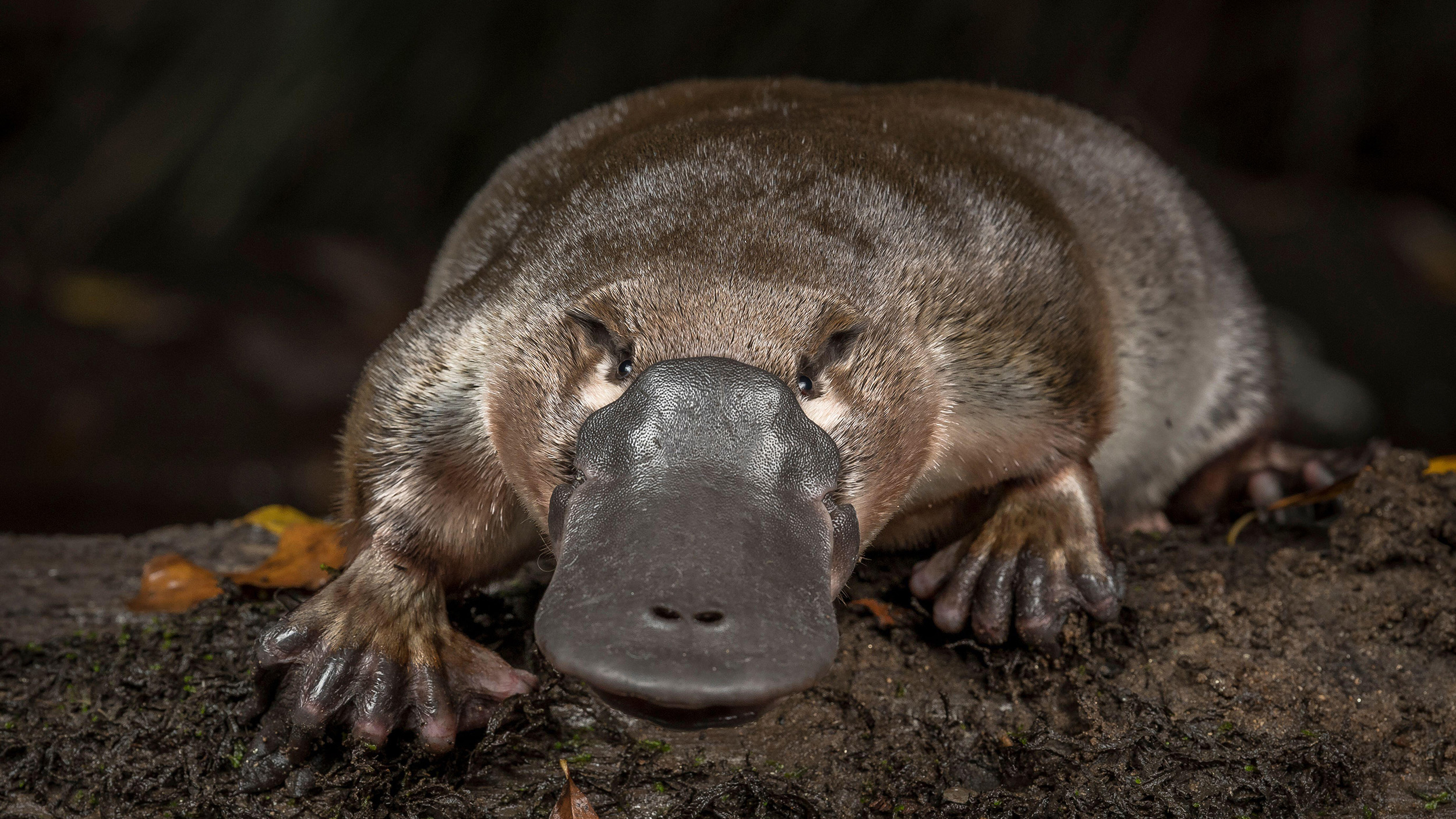 Using smart network technology to help protect platypus populations